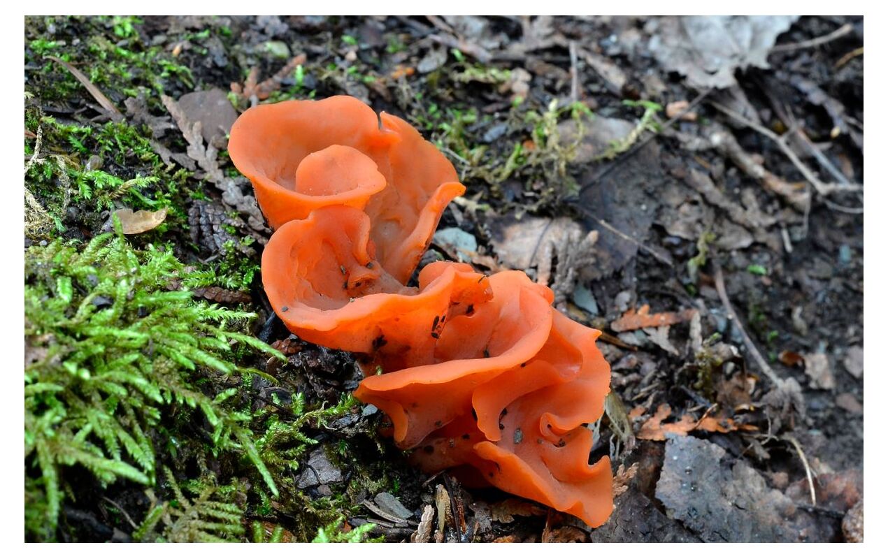 spoznajte-uhati-drhtavec